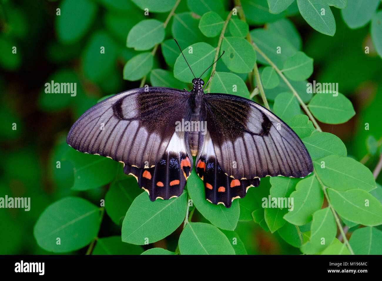 Orchard Swallowtail Butterfly