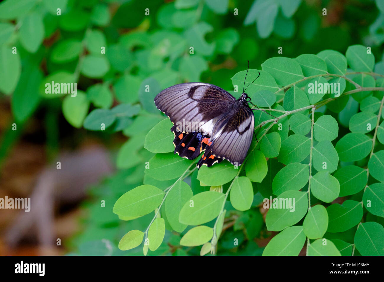 Orchard swallowtail butterfly hi-res stock photography and images - Alamy