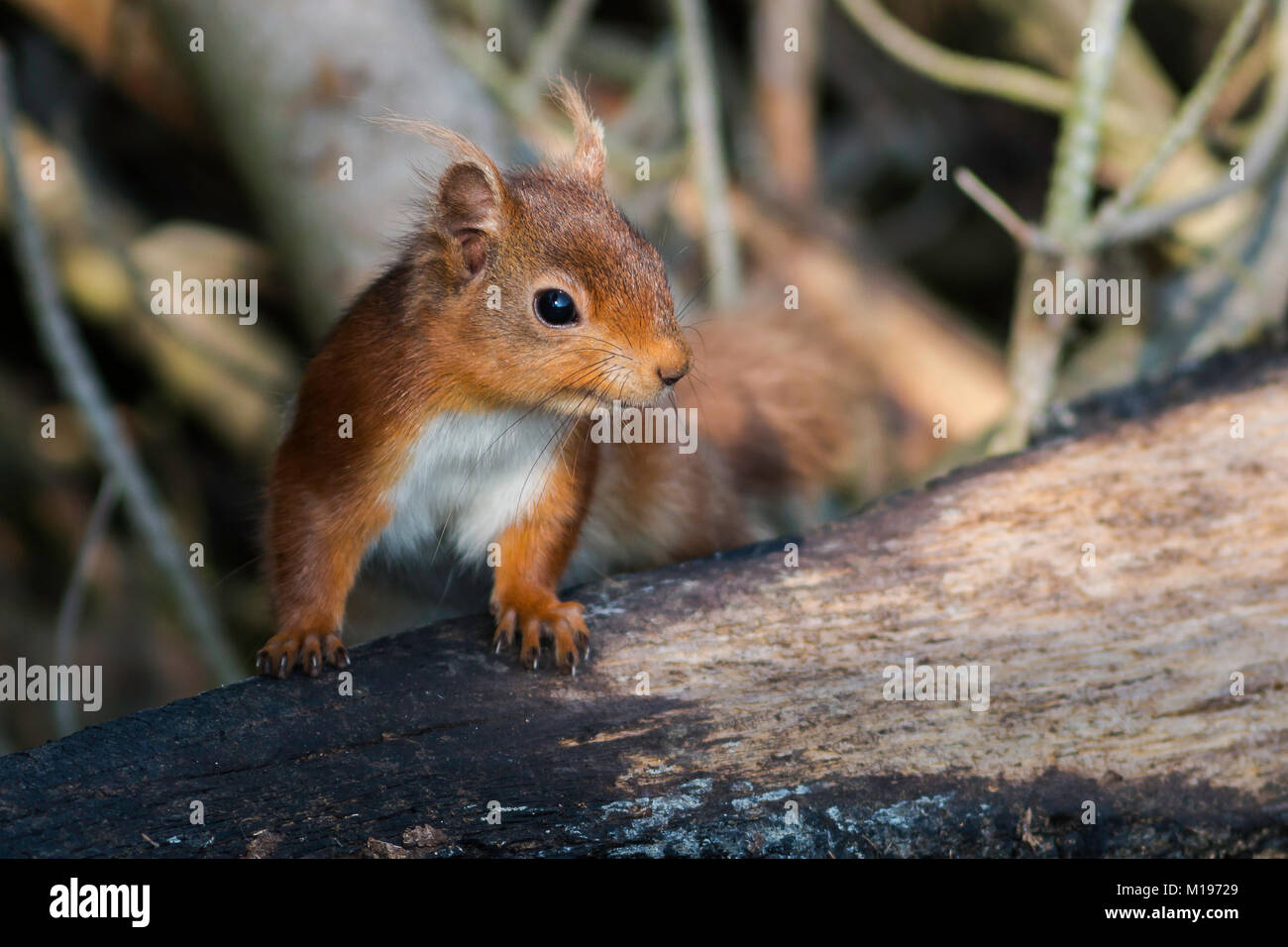 A curious Red Squirrel Stock Photo - Alamy