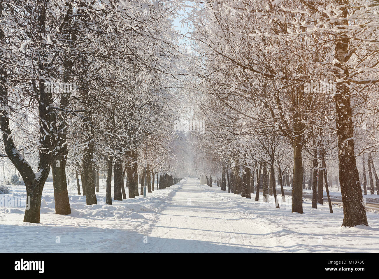 Winter snowy park background. Road snowy path scene theme Stock Photo ...