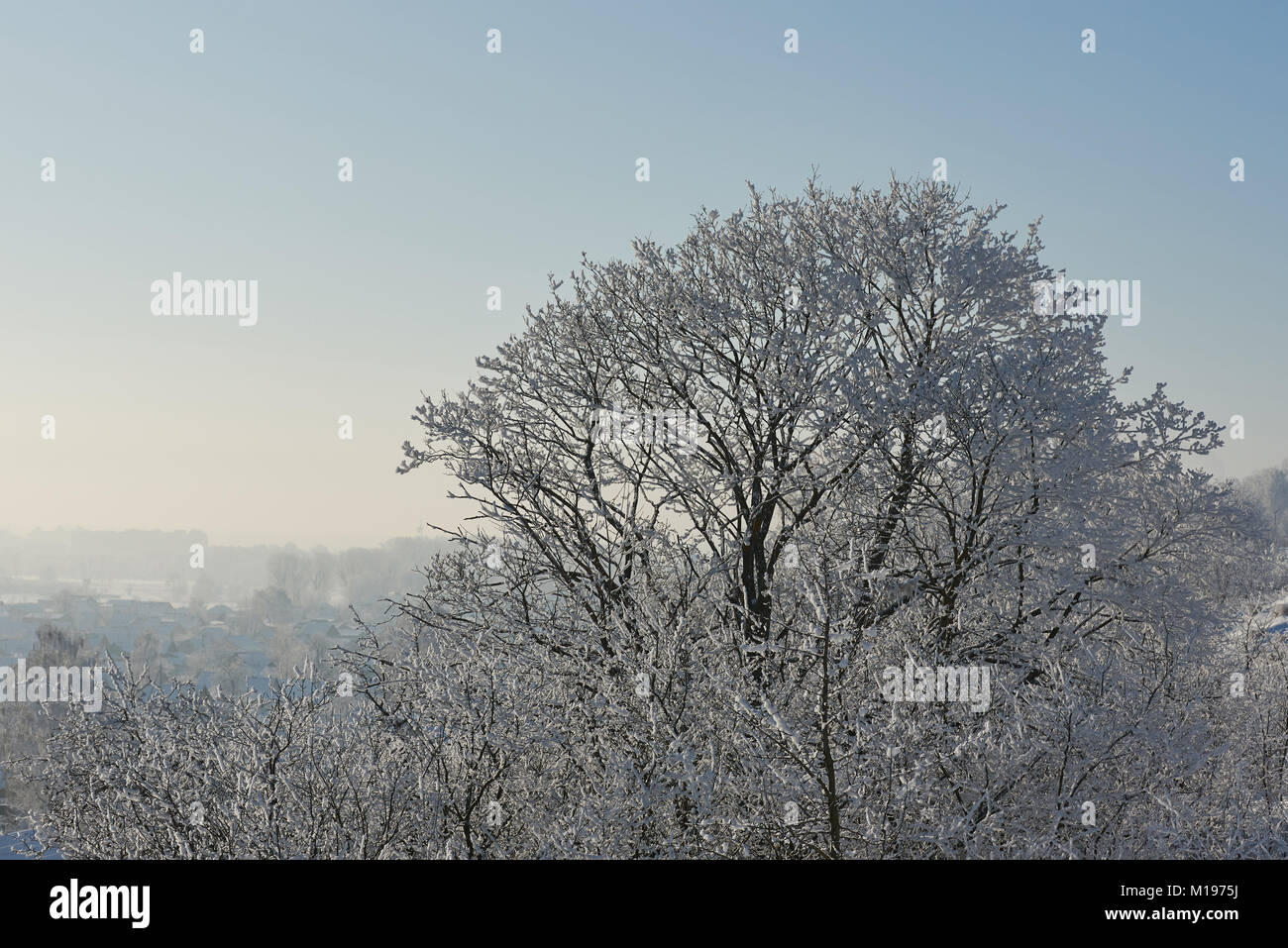 Frosty winter background. Cold morning theme. Freezing trees Stock ...
