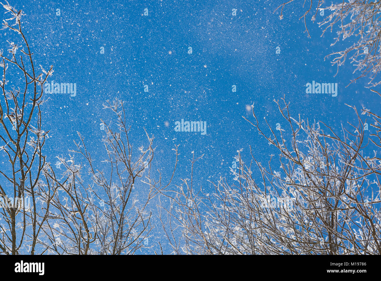 Blue winter clear sky with falling snow from trees background Stock ...