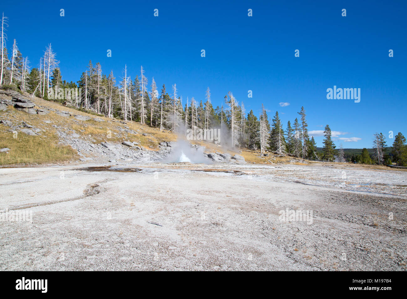Geyser eruption in the Yellowstone national park, USA Stock Photo - Alamy