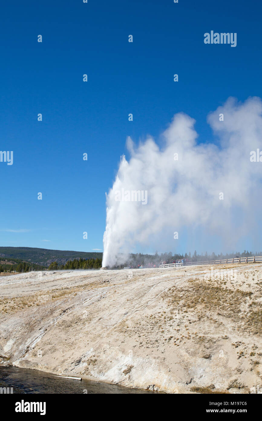 Cone geyser eruption in the Yellowstone national park, USA Stock Photo ...