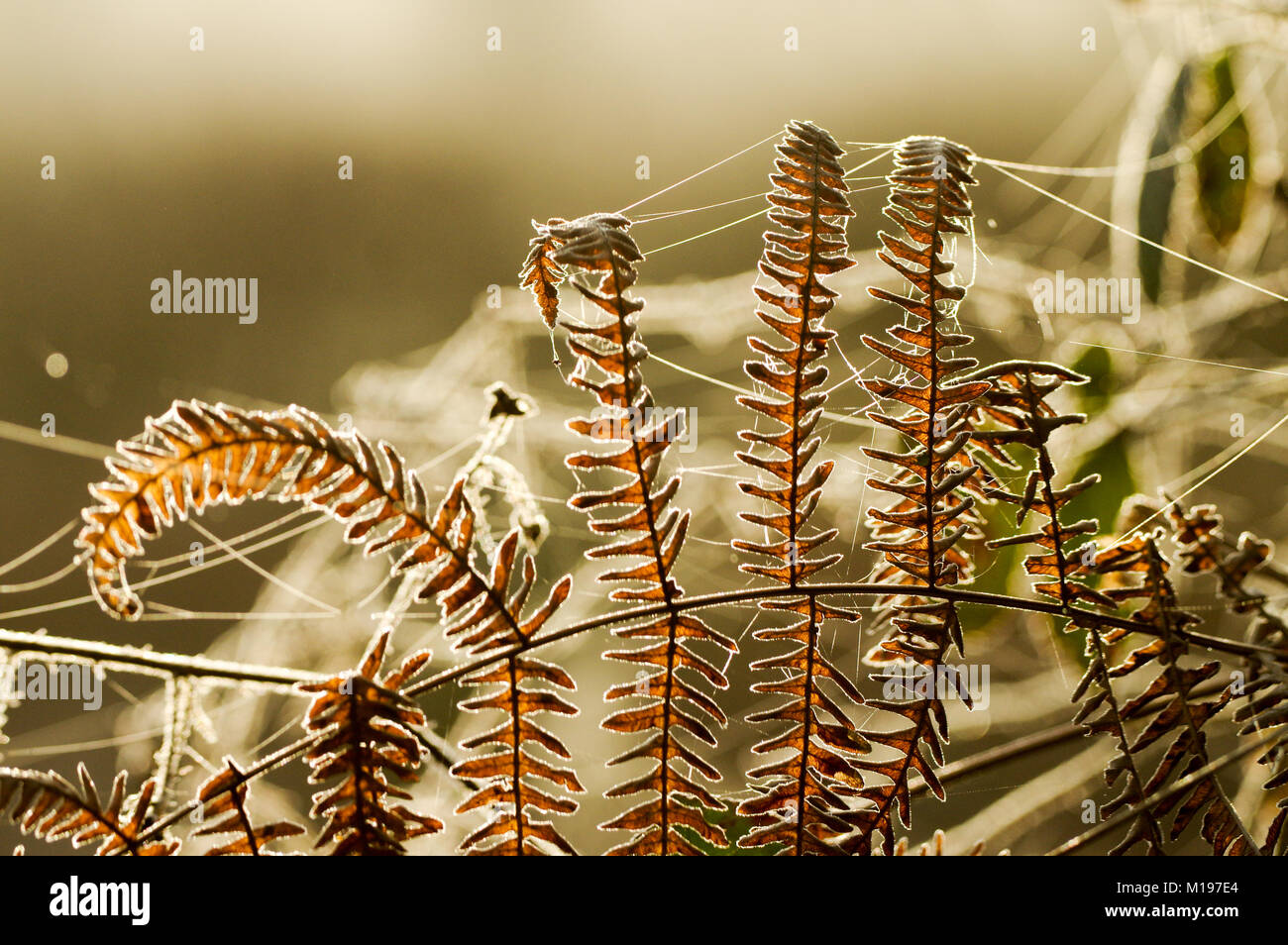 Frost covered bracken and spider webs on a beautiful bright winter ...