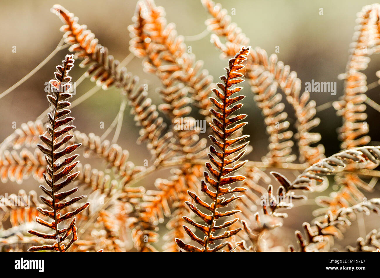 Golden bracken leaf hi-res stock photography and images - Alamy