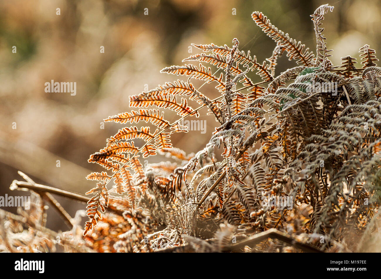Bracken landscape hi-res stock photography and images - Alamy