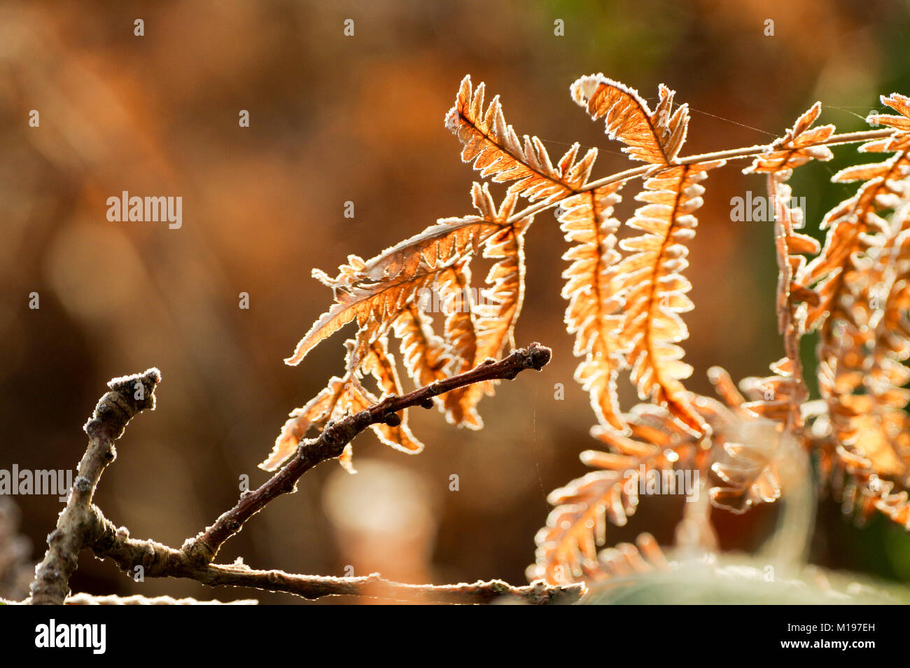 Bracken in frost hi-res stock photography and images - Alamy