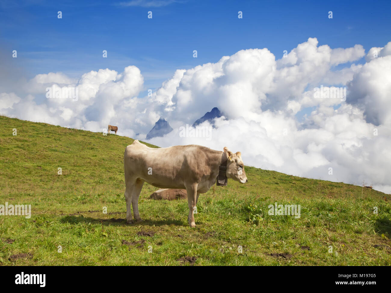 Swiss cow in the alps Stock Photo - Alamy