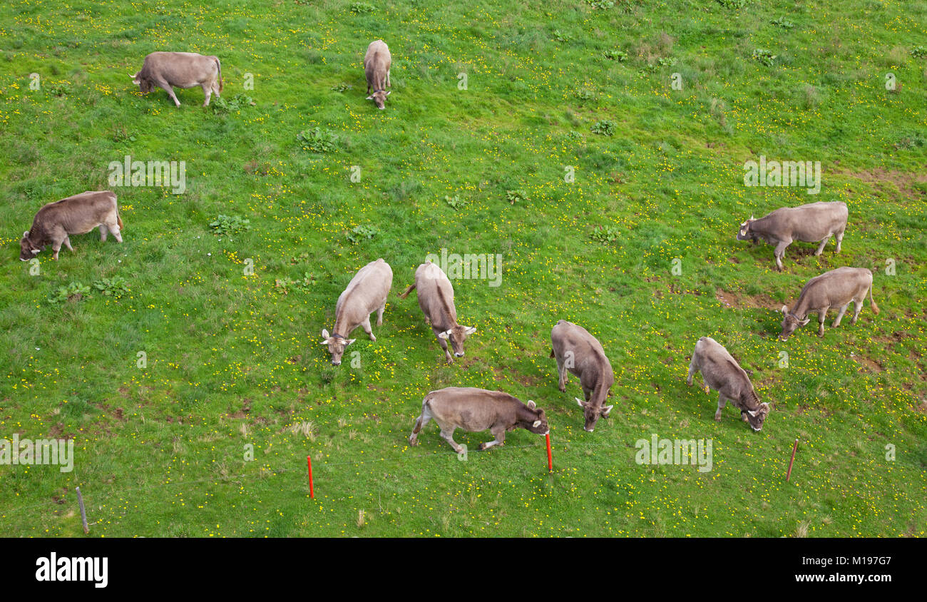 Swiss cow in the alps Stock Photo - Alamy