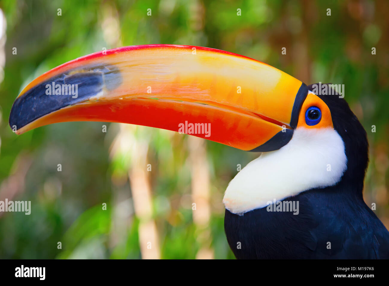Colorful tucan in the aviary Stock Photo - Alamy