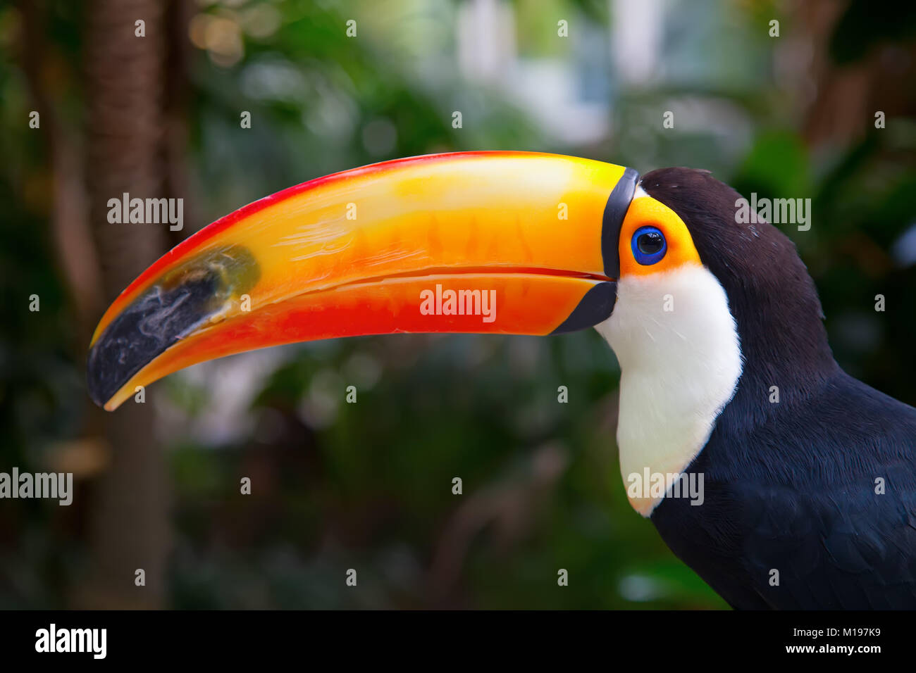 Colorful tucan in the aviary Stock Photo - Alamy