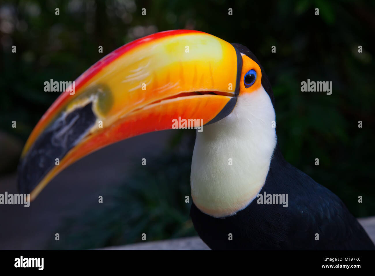 Colorful tucan in the aviary Stock Photo - Alamy