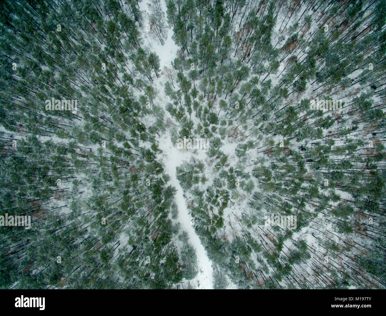 Winter forest. View from above. The photo was taken with a drone. Pine ...