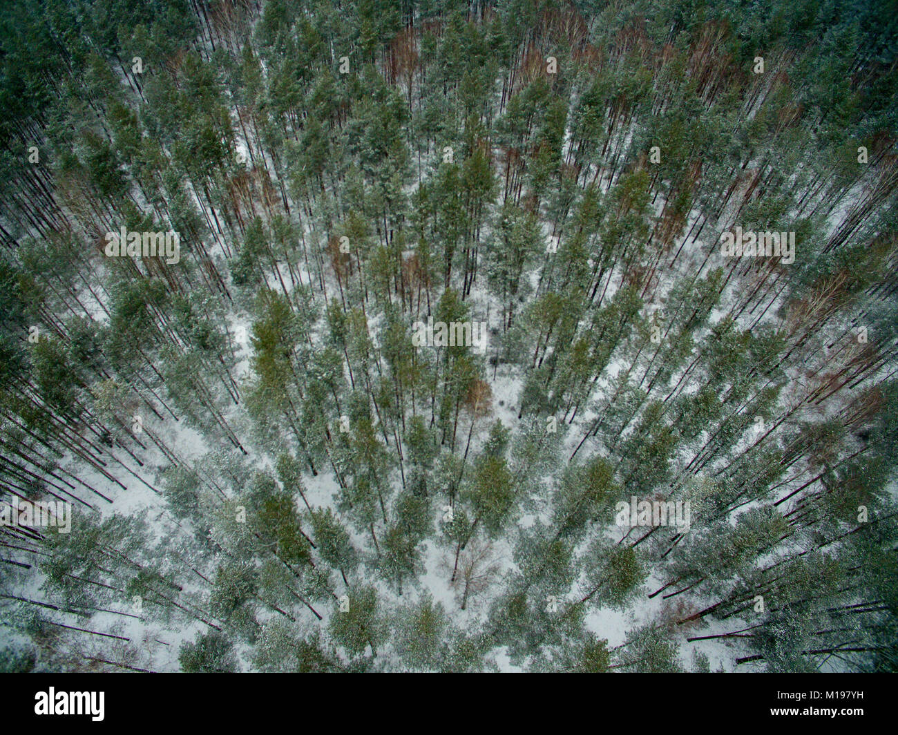 Winter forest. View from above. The photo was taken with a drone. Pine ...