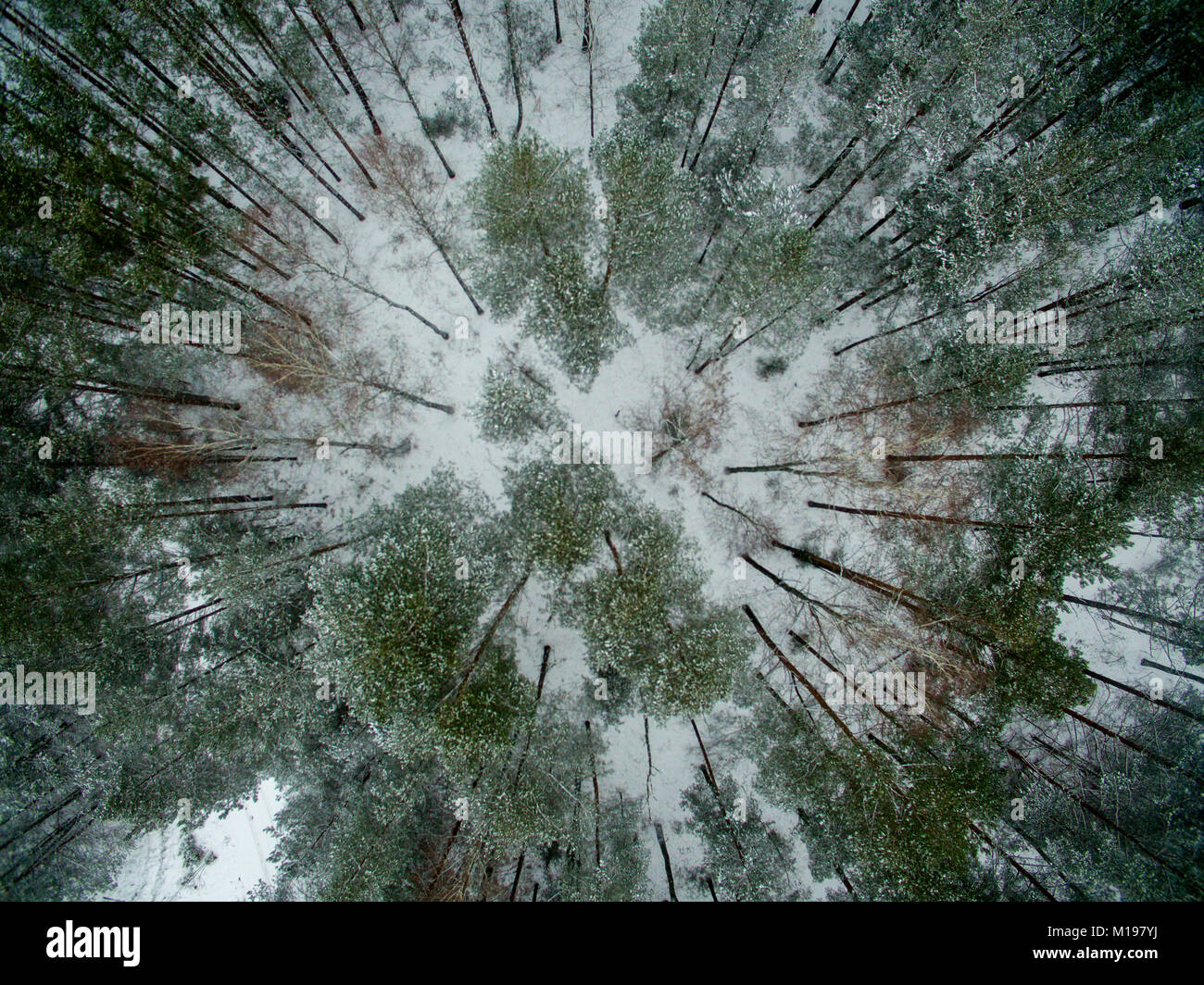 Winter forest. View from above. The photo was taken with a drone. Pine ...