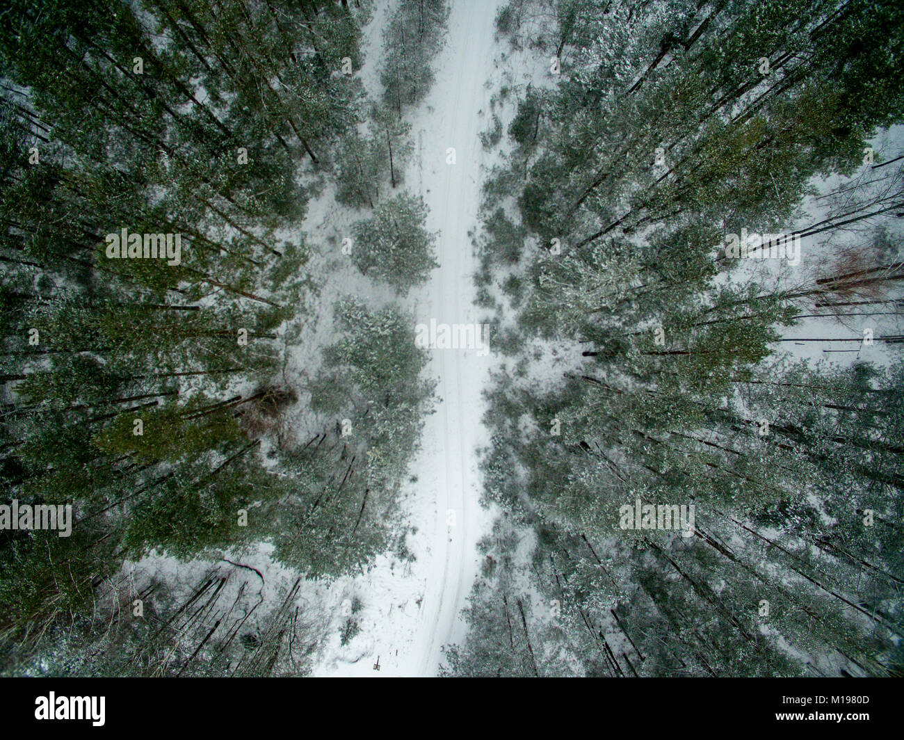 Winter forest and road. View from above. The photo was taken with a ...