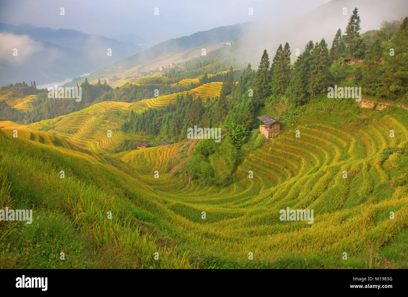 The Longsheng Rice Terraces(Dragon's Backbone) also known as Longji ...