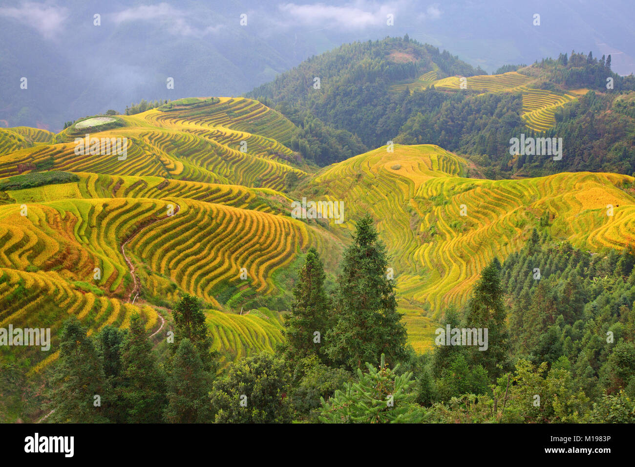The Longsheng Rice Terraces(Dragon's Backbone) also known as Longji ...