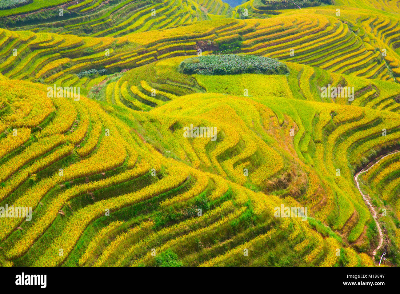 The Longsheng Rice Terraces(Dragon's Backbone) also known as Longji ...