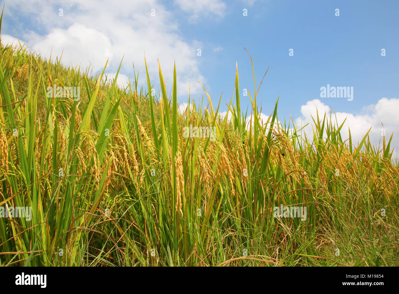 The Longsheng Rice Terraces(Dragon's Backbone) also known as Longji ...