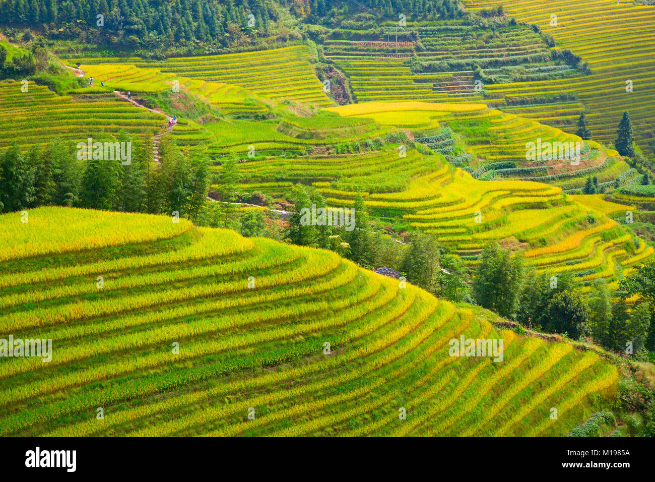 The Longsheng Rice Terraces(Dragon's Backbone) also known as Longji ...