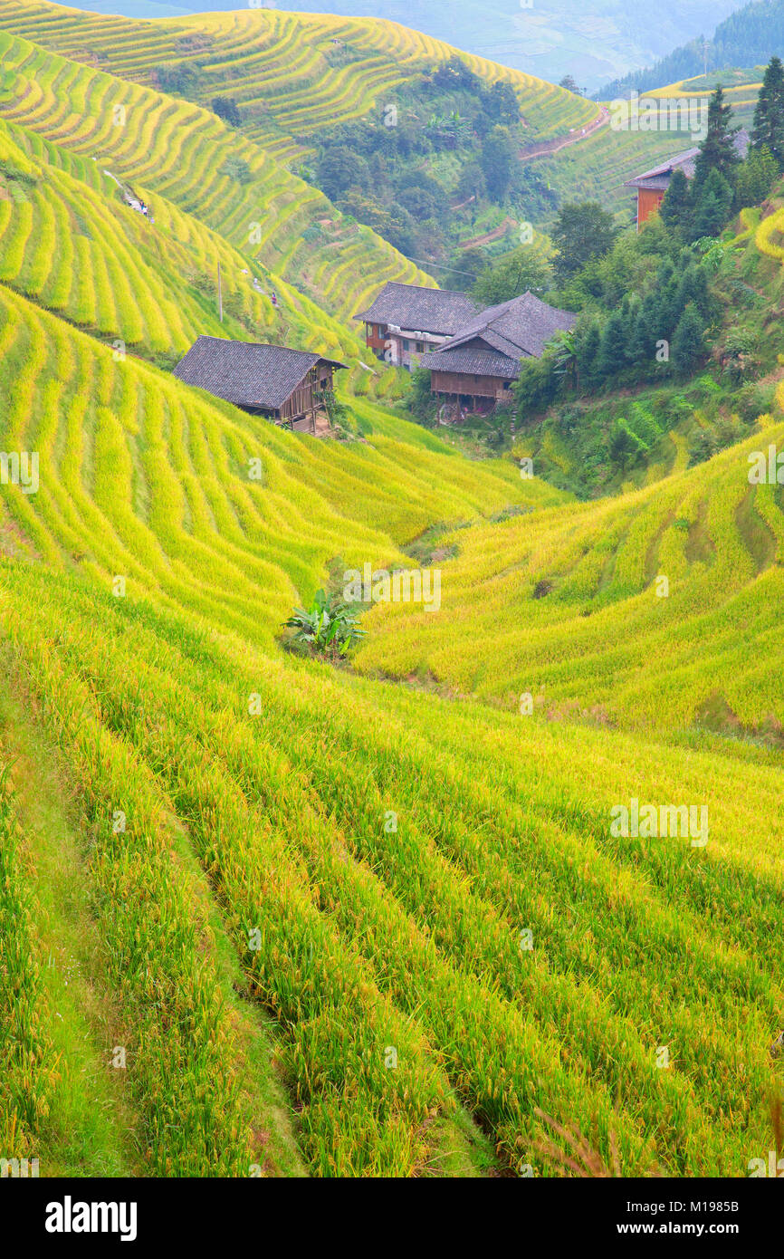 The Longsheng Rice Terraces(Dragon's Backbone) also known as Longji ...