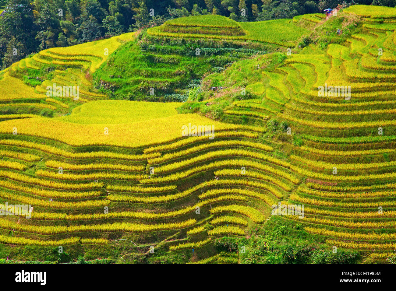 The Longsheng Rice Terraces(Dragon's Backbone) also known as Longji ...