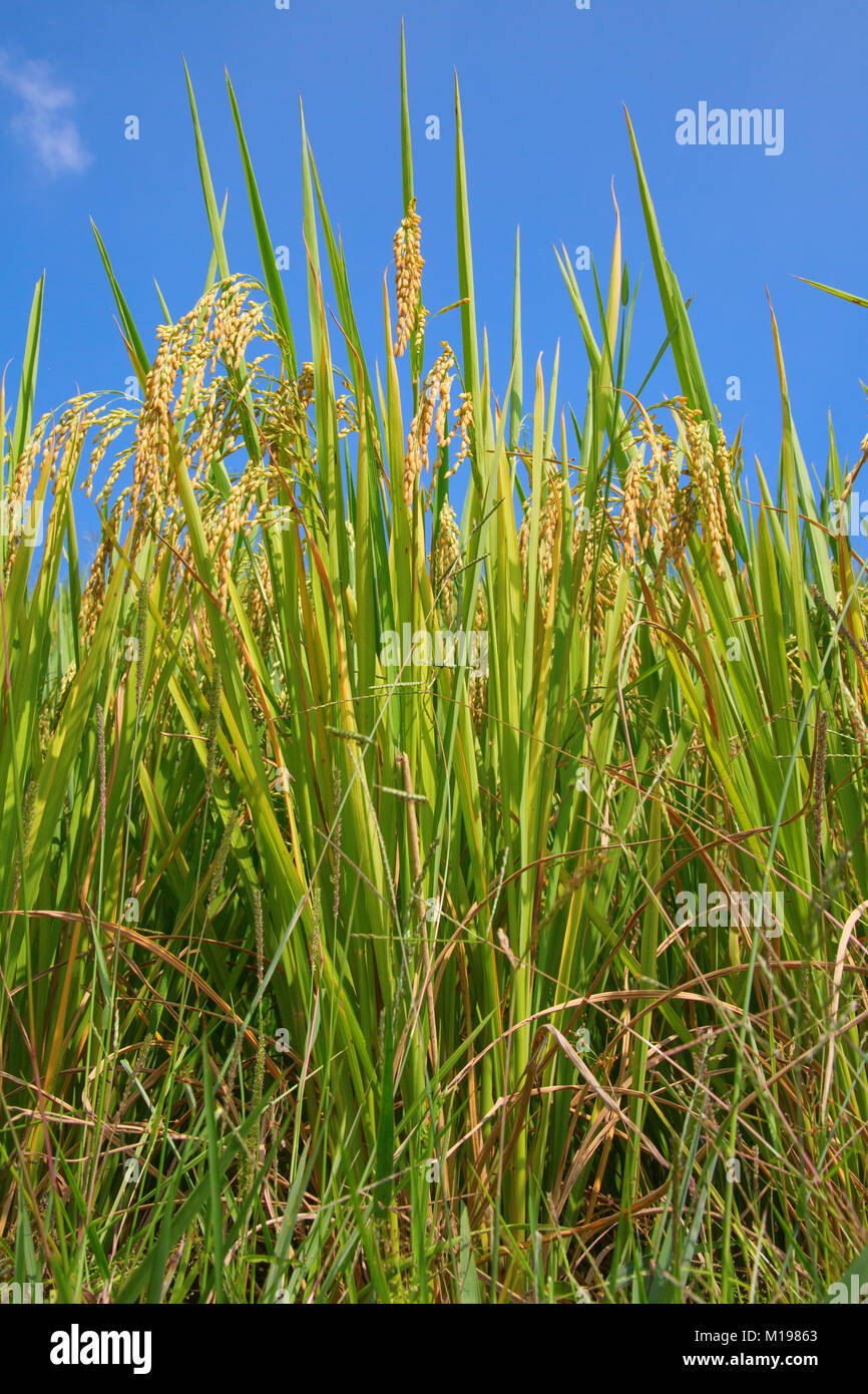 The Longsheng Rice Terraces(Dragon's Backbone) also known as Longji ...