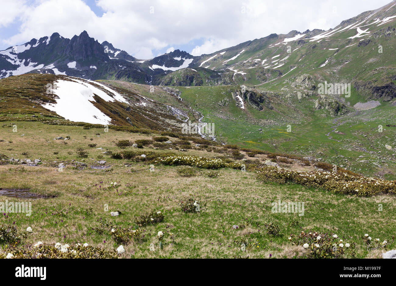 Alpine meadows and flower glades against the background of snow-capped ...