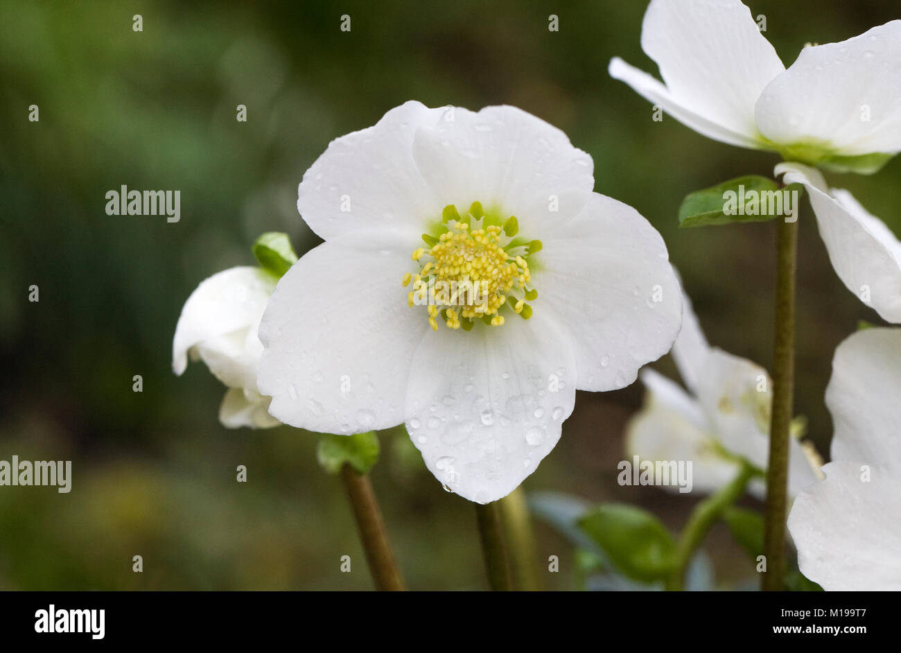 Hellebore january flowering hi-res stock photography and images - Alamy