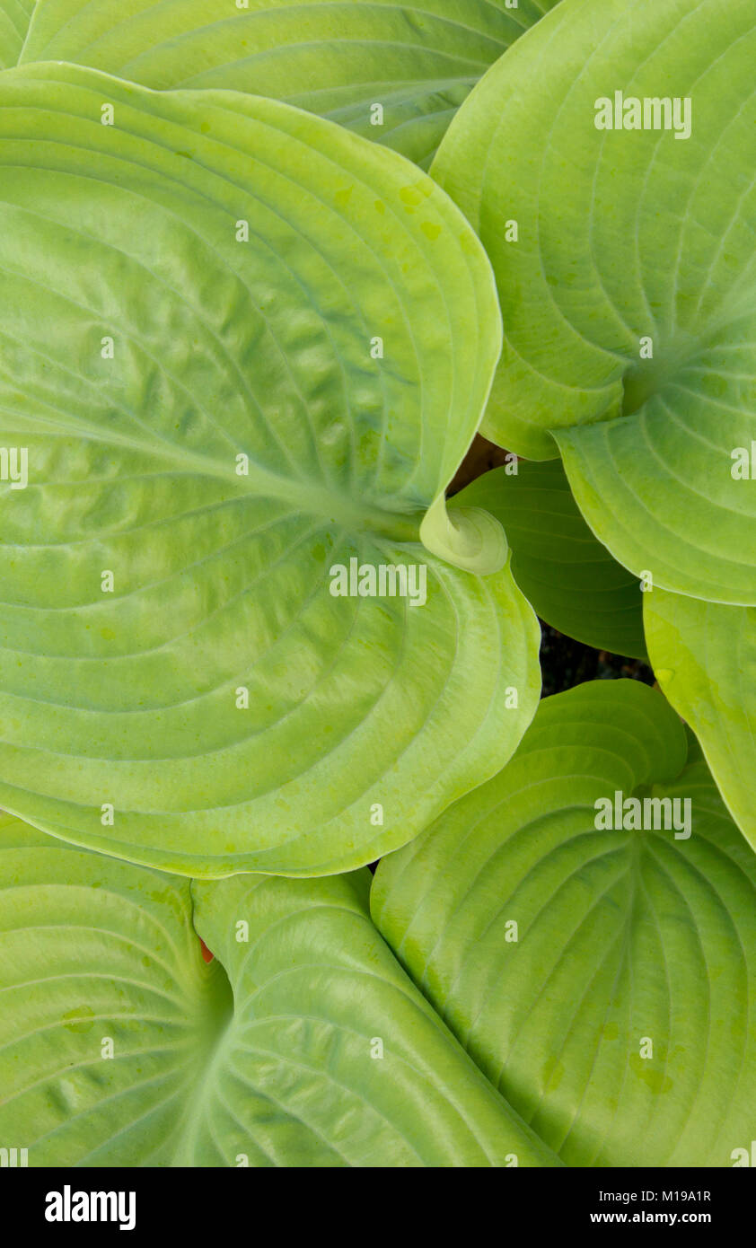 Vibrant green hosta leaves full frame close-up Stock Photo - Alamy