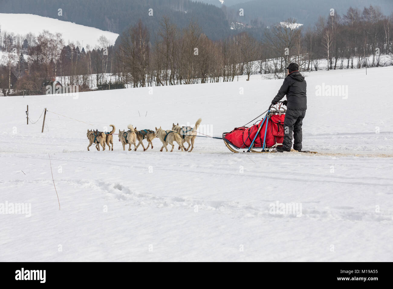 Husky of dogs in a team in winter landscape. Group of husky dogs. A ...