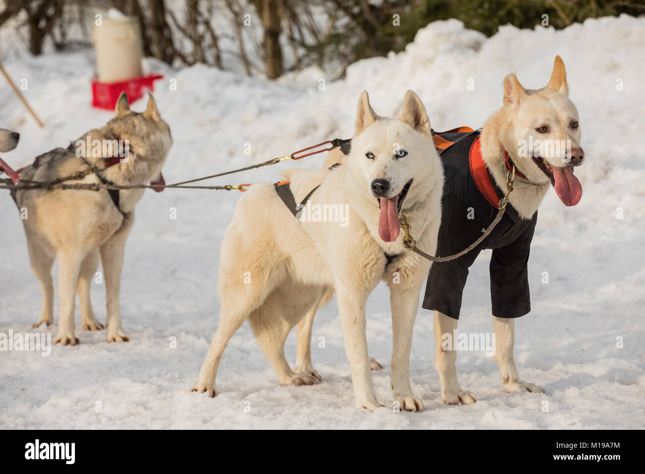 Husky of dogs in a team in winter landscape. Group of husky dogs. A ...