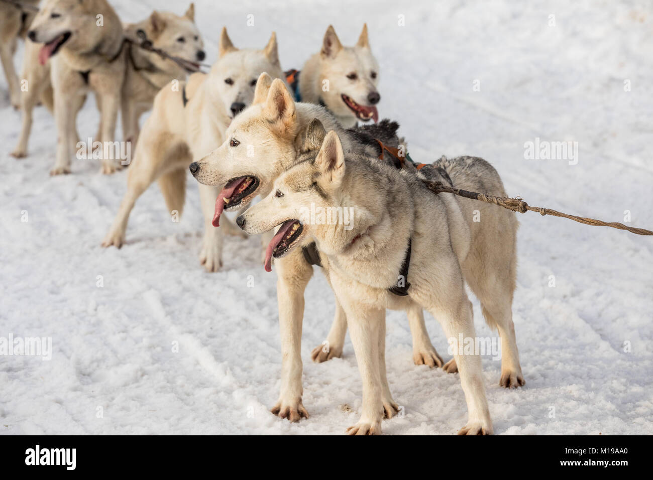 Husky of dogs in a team in winter landscape. Group of husky dogs. A ...