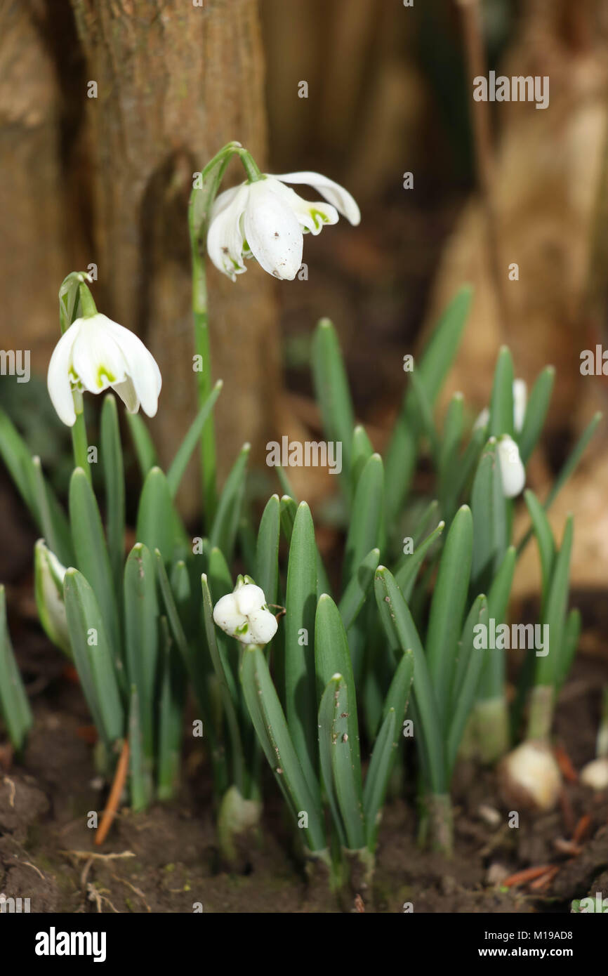 The first bulbs to bloom in spring hi-res stock photography and images ...