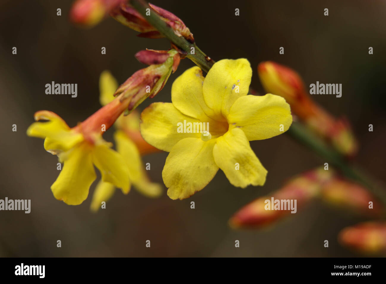 yellow flowers in spring Stock Photo - Alamy