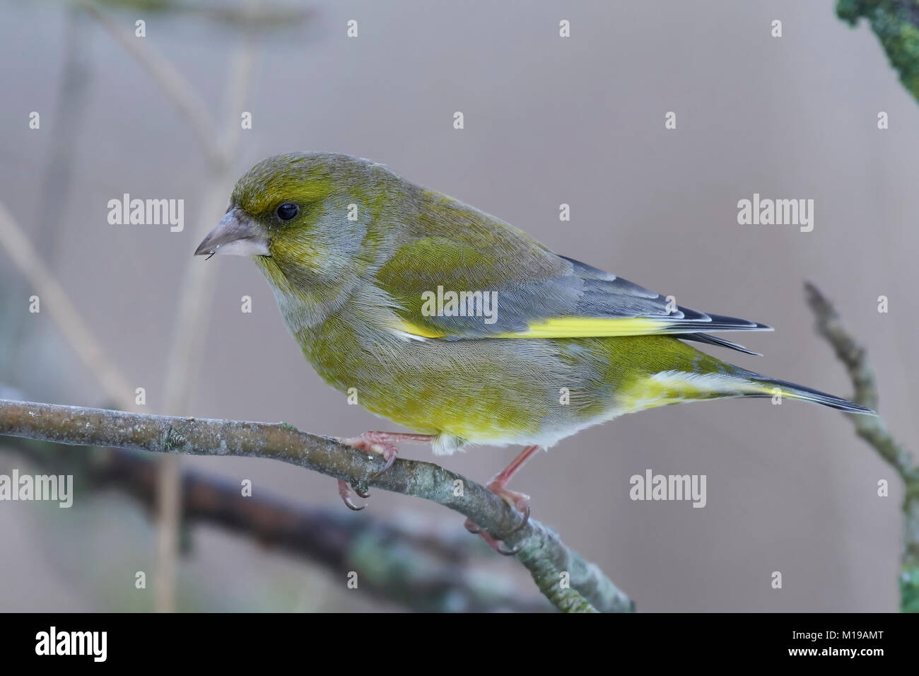 European greenfinch in its natural habitat Stock Photo - Alamy