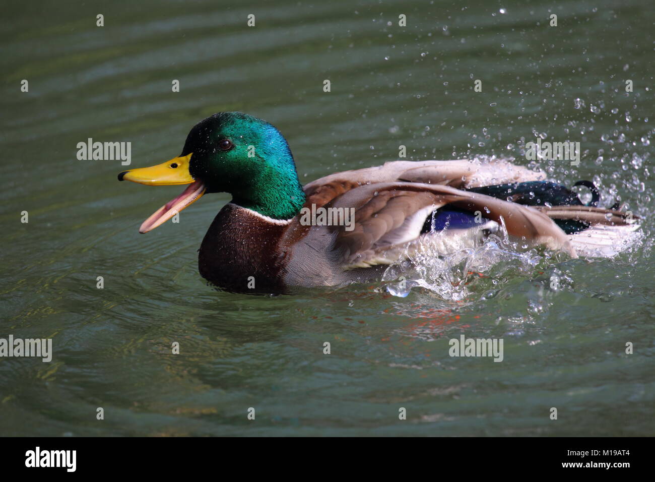 Fairburn ings duck hi-res stock photography and images - Alamy