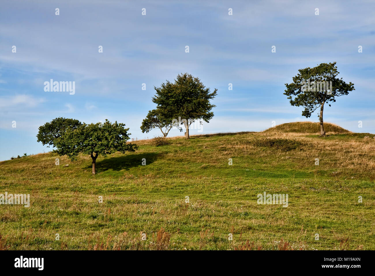 Trees on the hill against at blue sky Stock Photo - Alamy