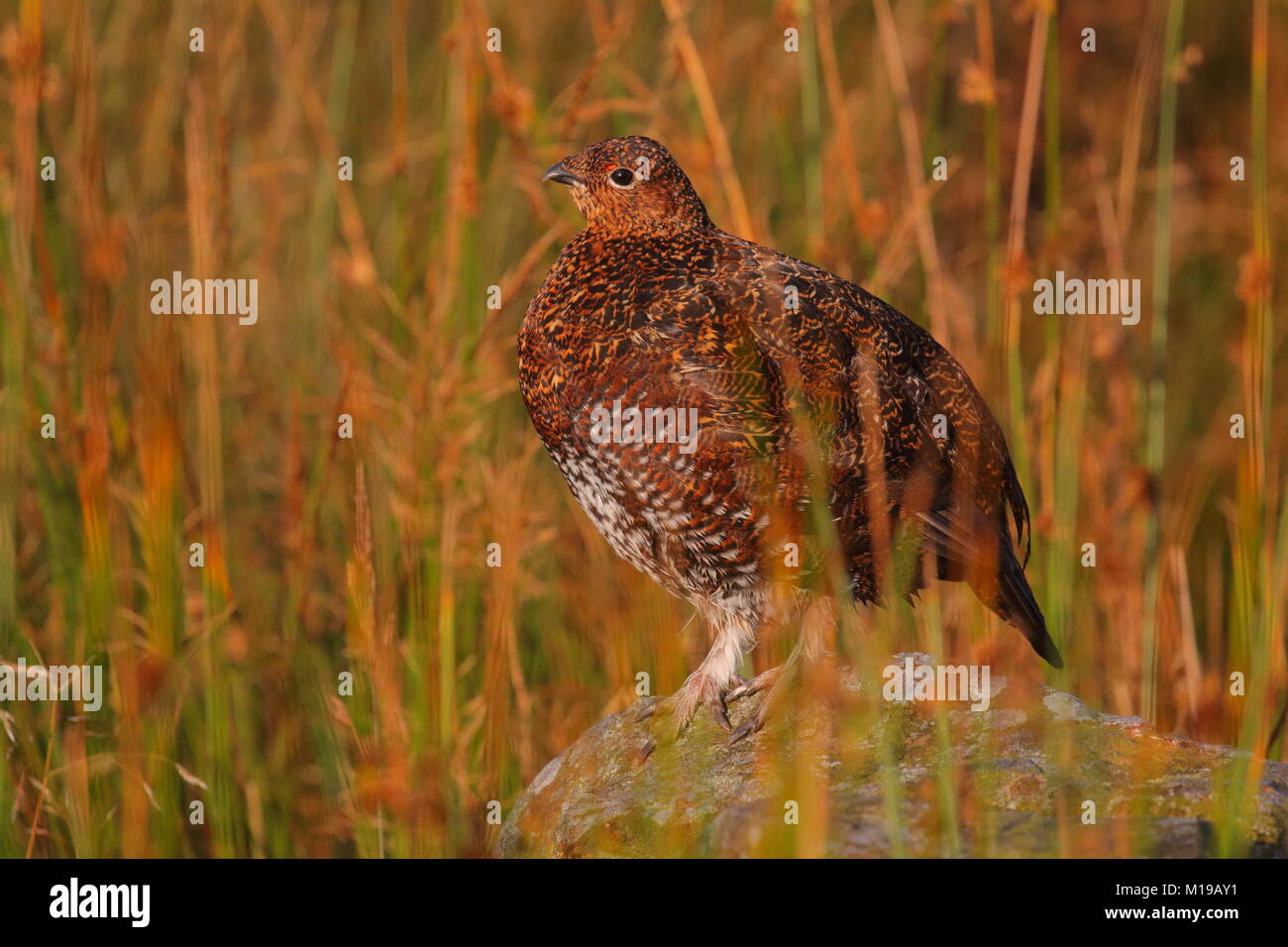Moorland birds hi-res stock photography and images - Alamy