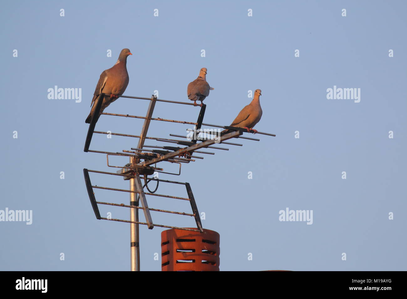 Odd One Out Stock Photo - Alamy