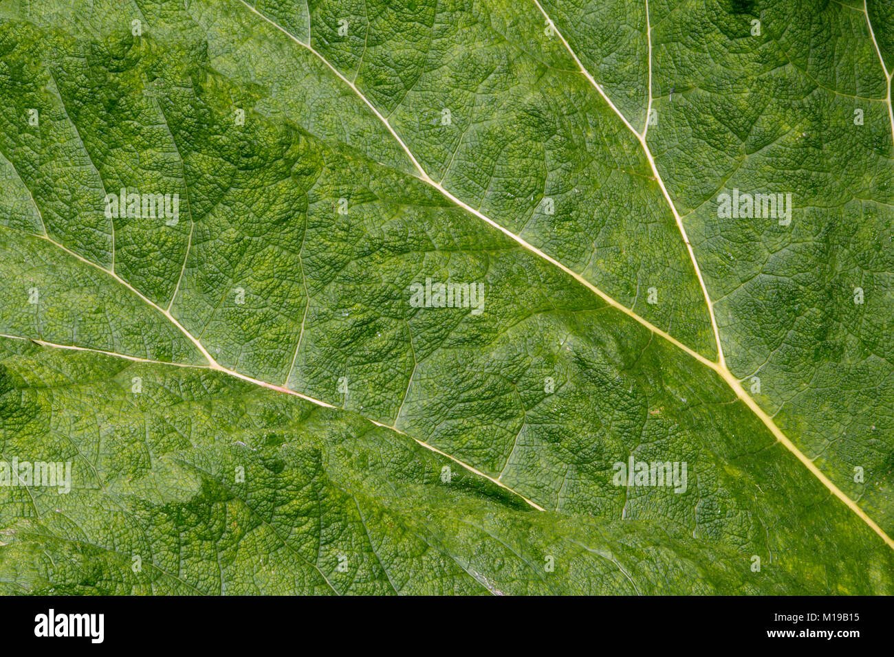 Gunnera leaf texture full frame background close up Stock Photo - Alamy Gunnera leaf texture full frame background close up Stock Photo - Alamy
