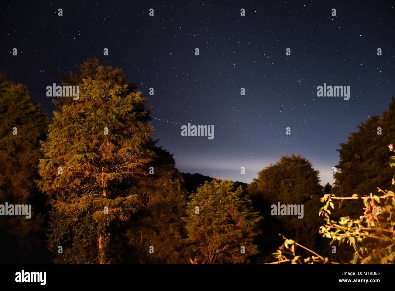 Night sky over a forest Stock Photo - Alamy