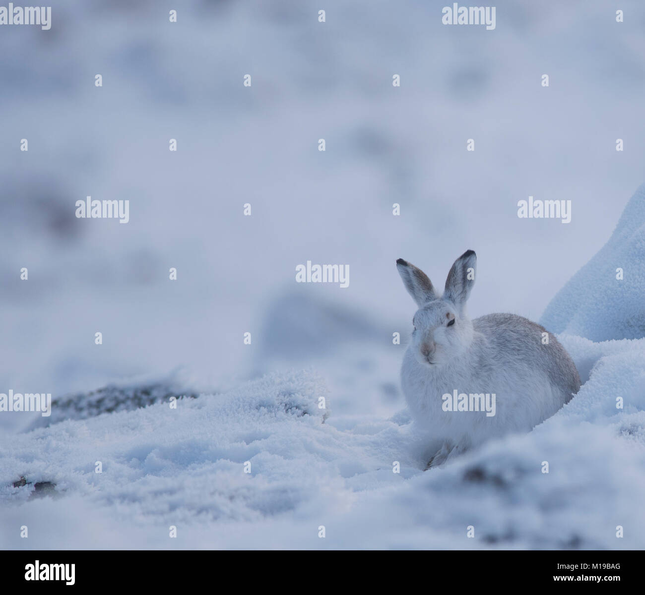 Mountain Hare Lepus timidus in its winter white coat in snow on a ...