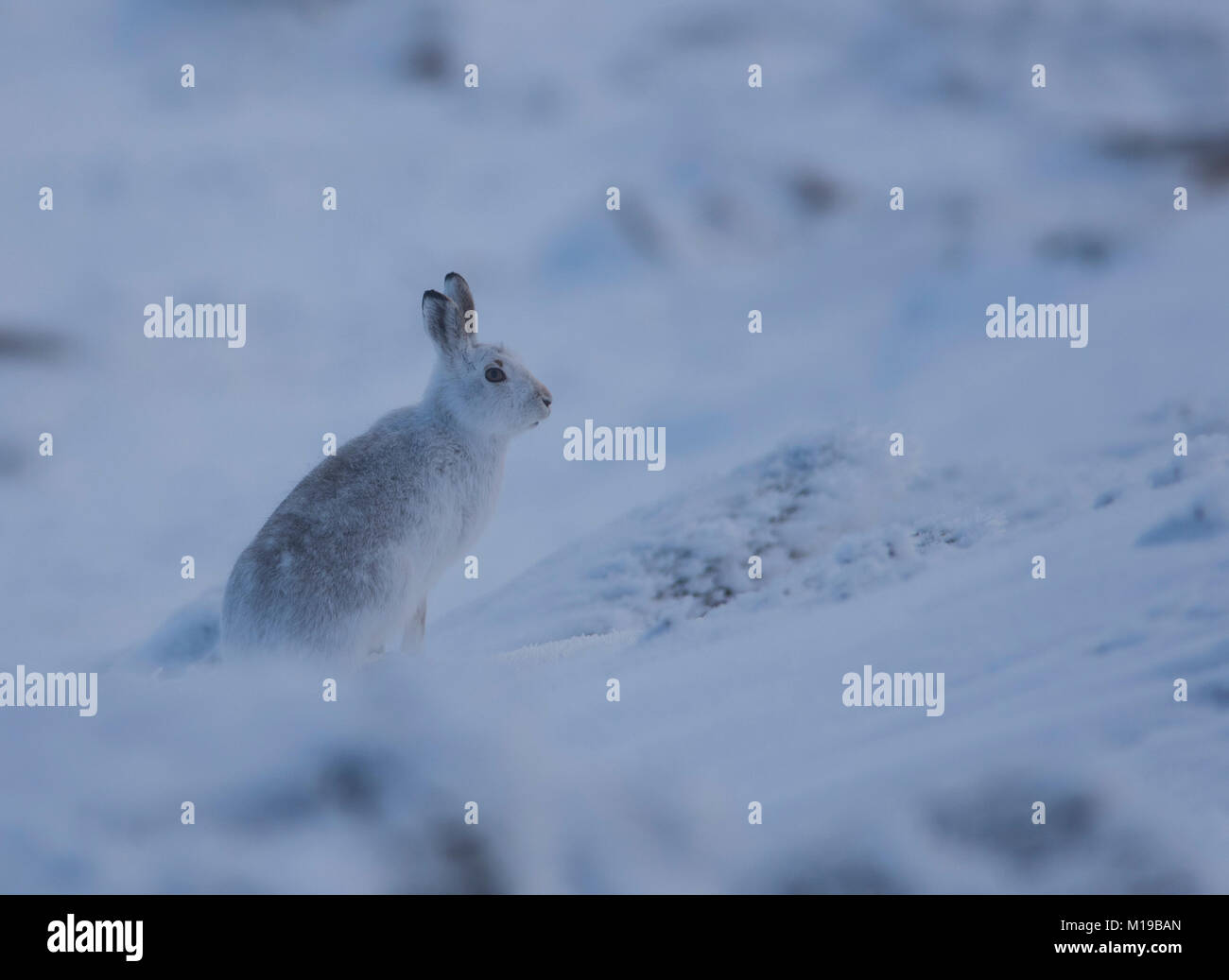 Mountain Hare Lepus timidus in its winter white coat in snow on a ...