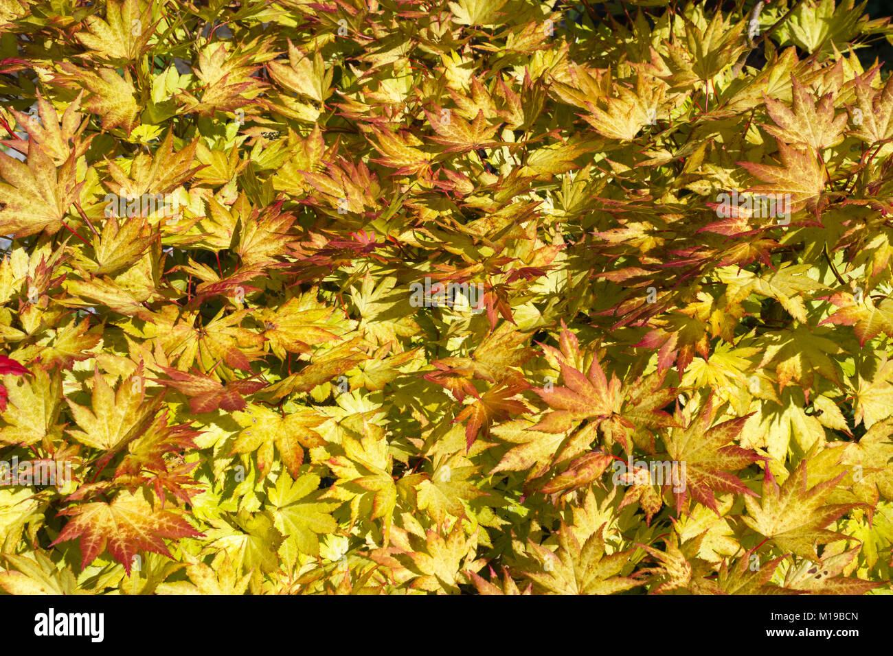 Vibrant yellow acer foliage pattern full frame Stock Photo - Alamy