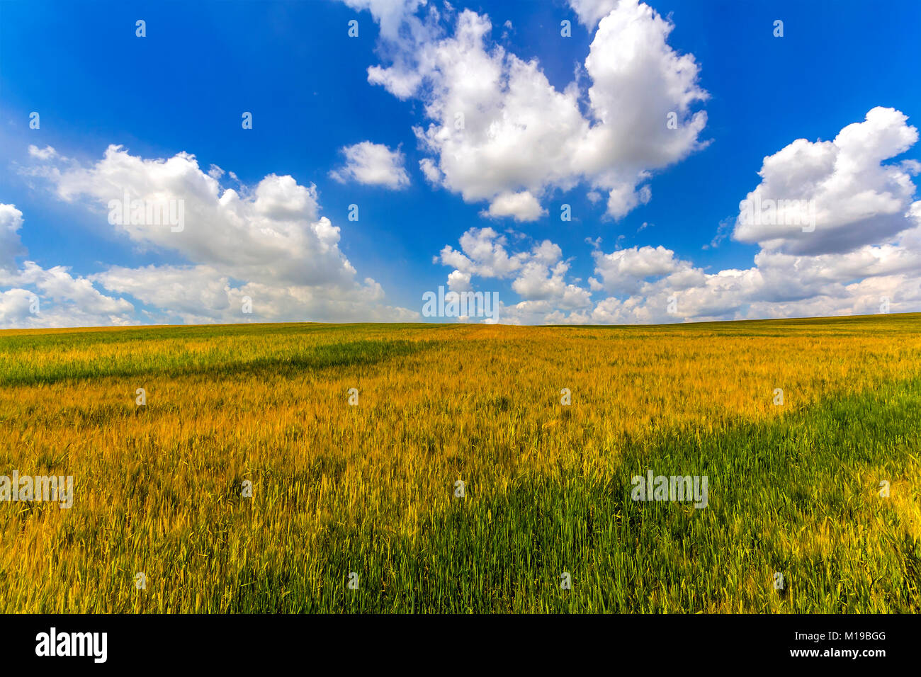 Wheat field in summer. Harvest and agriculture farming concept Stock ...