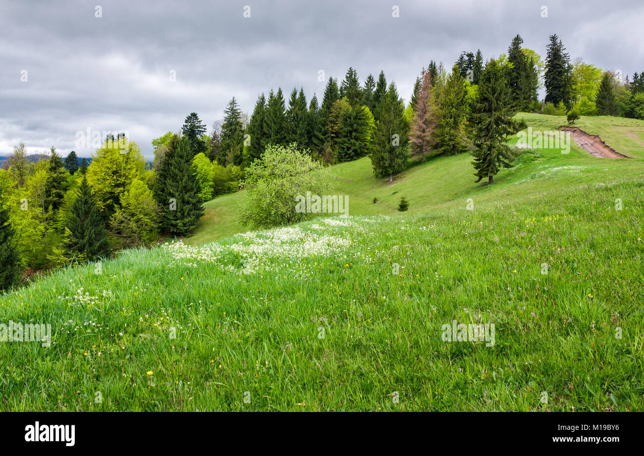 Forested field hi-res stock photography and images - Alamy