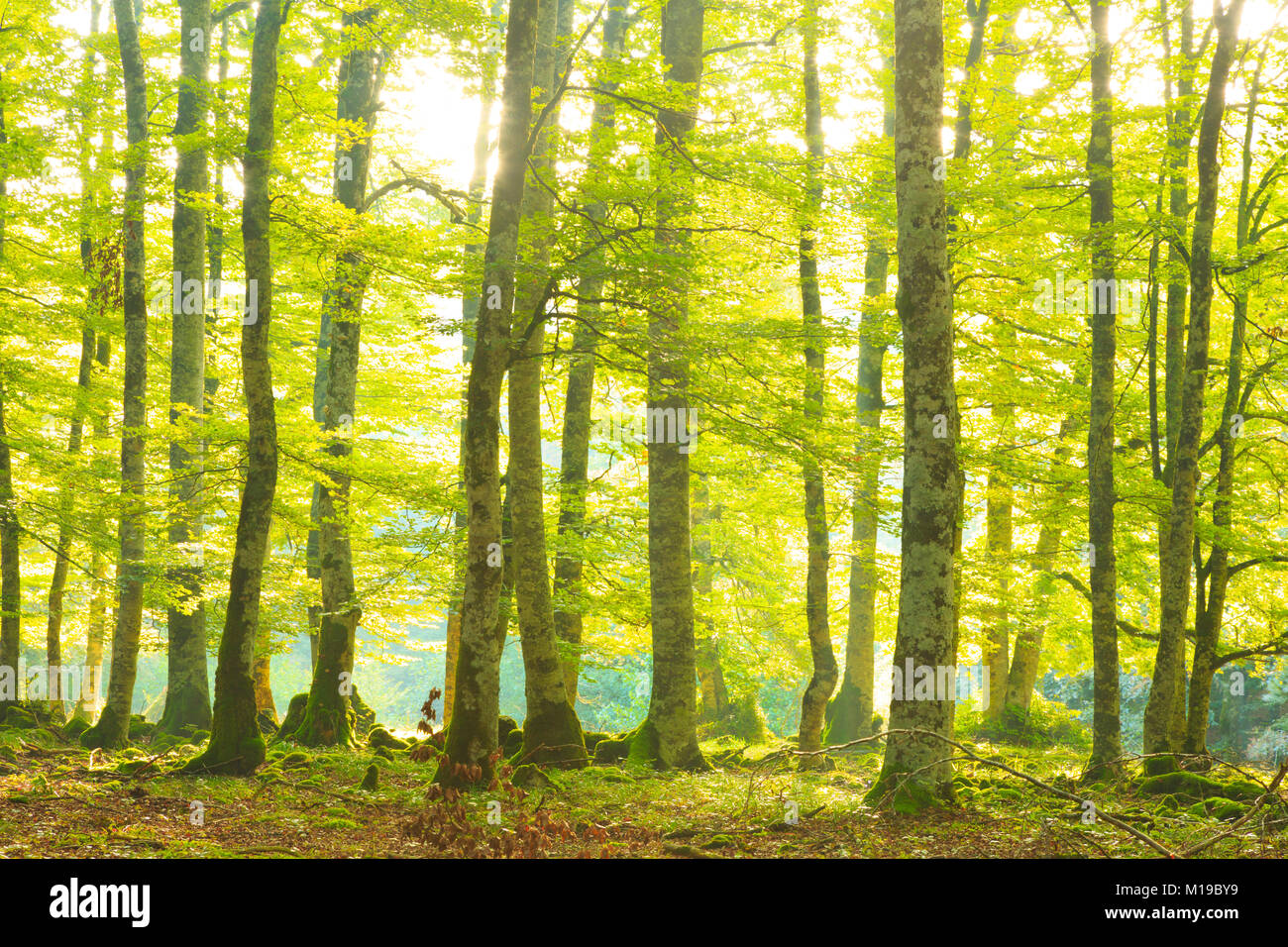 Lic hi-res stock photography and images - Alamy